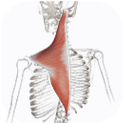 Seebody - See the Unseen